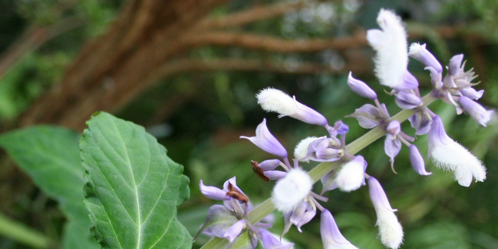 Salvia divinorum - Toda la información sobre la Salvia y cómo comprarla