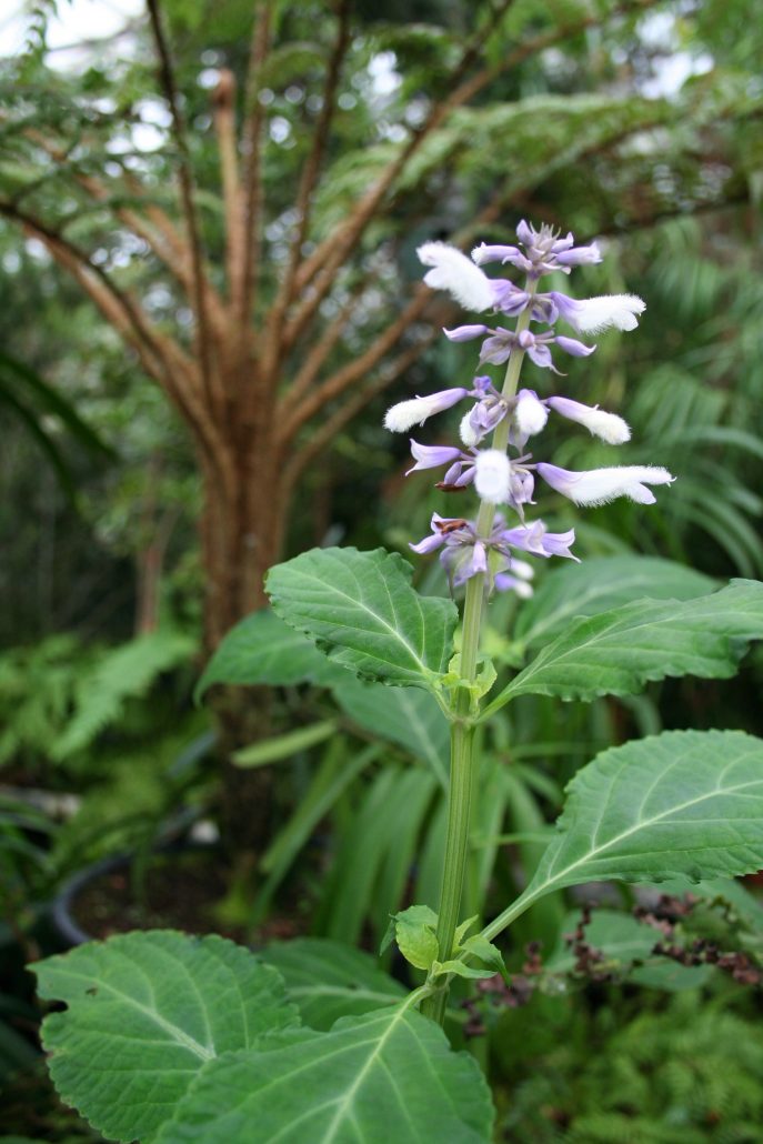 Salvia Divinorum Pflanze Kaufen